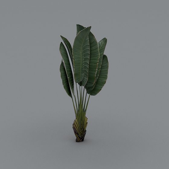Tropical Plant 3D model for Designers and Developers