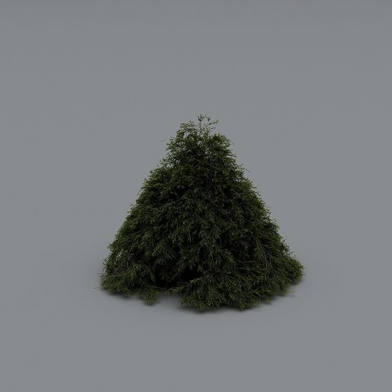 Realistic Evergreen Tree 3D model