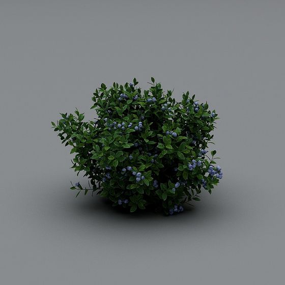 Realistic Blueberry Bush 3D model