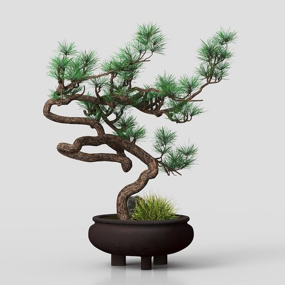 Mini Pine Tree Bonsai 3D model