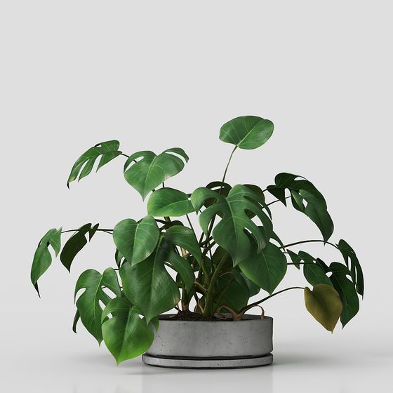 Monstera Deliciosa 3D Model – Low Poly Plant with Pot