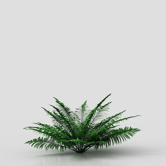 Realistic Fern 3D Model for Designers and Developers