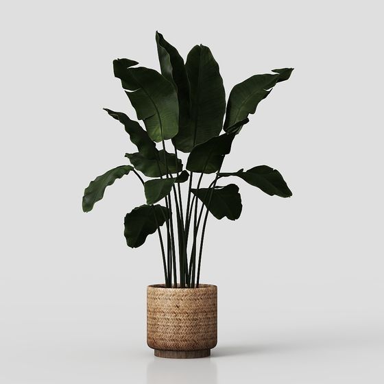 Tropical Plant 3D Model for Designers and Developers