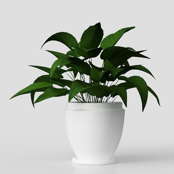 Indoor Potted Plant 3D model in Low Poly Style