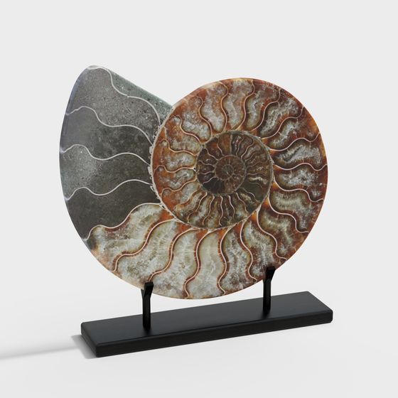 Realistic Fossil Shell 3D Model