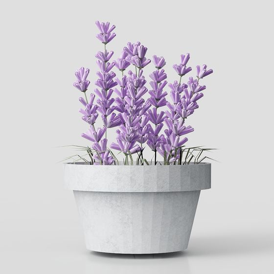 Lavender 3D Model for Serene Design