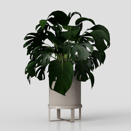 Realistic Monstera Plant 3D Model – Low-Poly Green Foliage