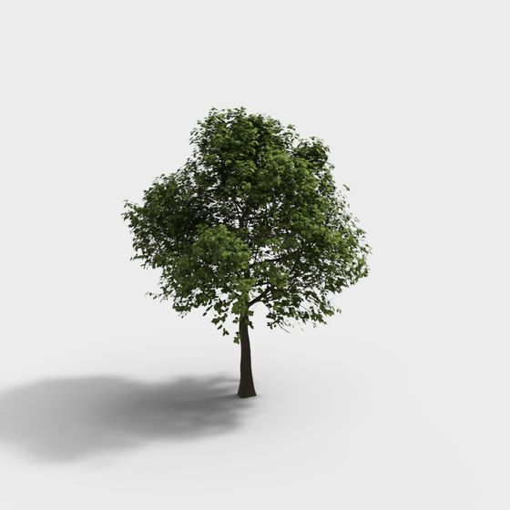 Modern Outdoor Large Tree