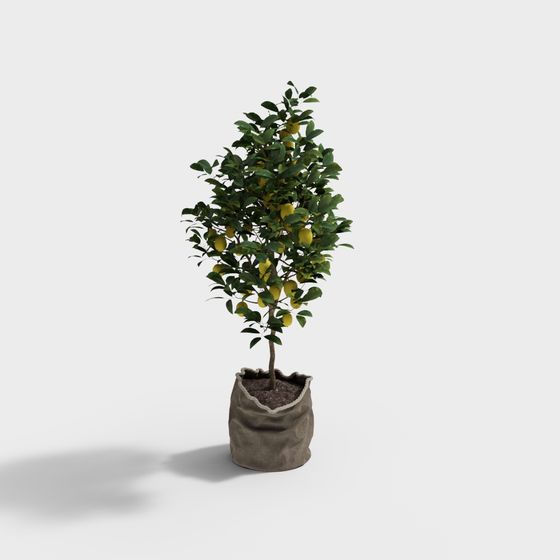 Realistic Lemon Tree 3D Model for Creative Projects