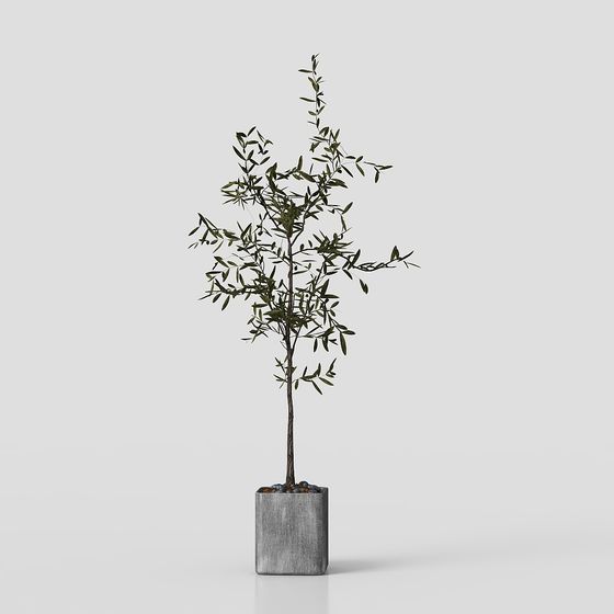 Olive Tree 3D Model for Natural Settings