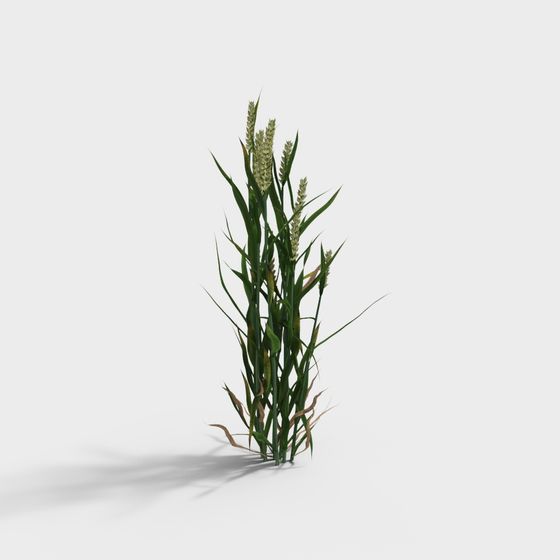 Realistic Low-Poly Wheat 3D Model – Natural Green & Gold