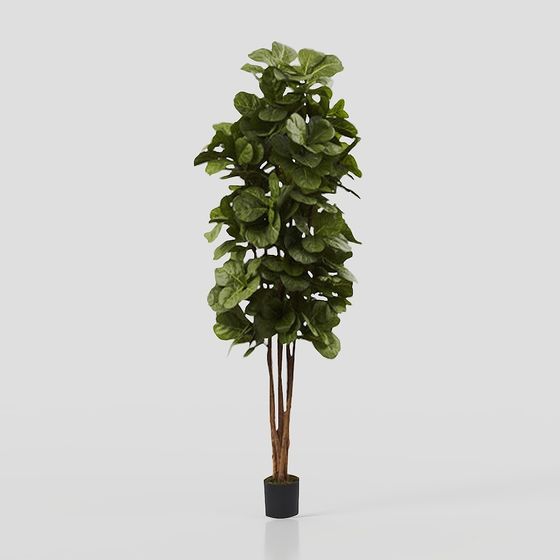Fiddle Leaf Fig Tree 3D model