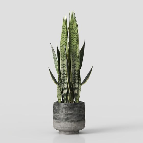 Realistic Snake Plant 3D Model – Textured Concrete Pot