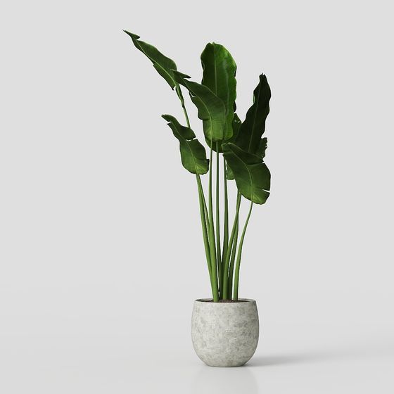 Tropical Style Green Plant 3D model