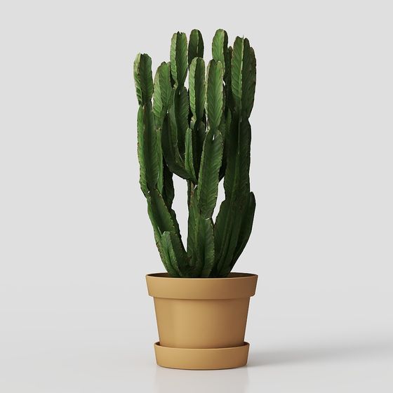 Vibrant Succulent Plant 3D Model – Low-Poly Green Foliage