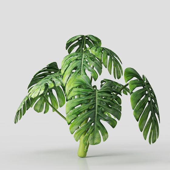 Intriguing Monstera Plant 3D Model – Low-Poly Tropical Leaf
