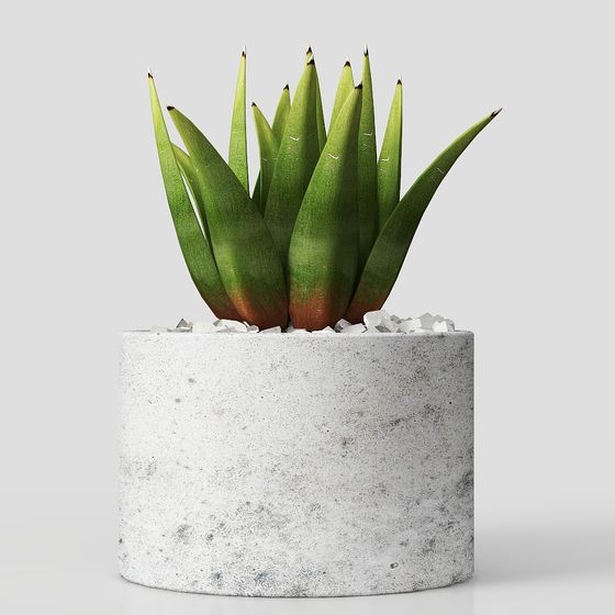Concrete Planter with Snake Plant 3D model