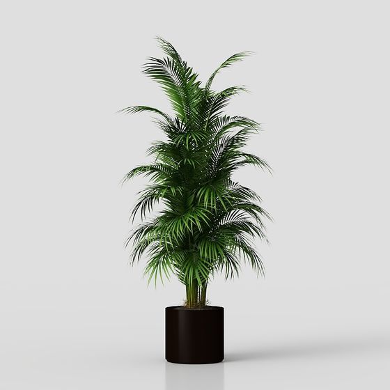 Realistic Indoor Palm Tree 3D model