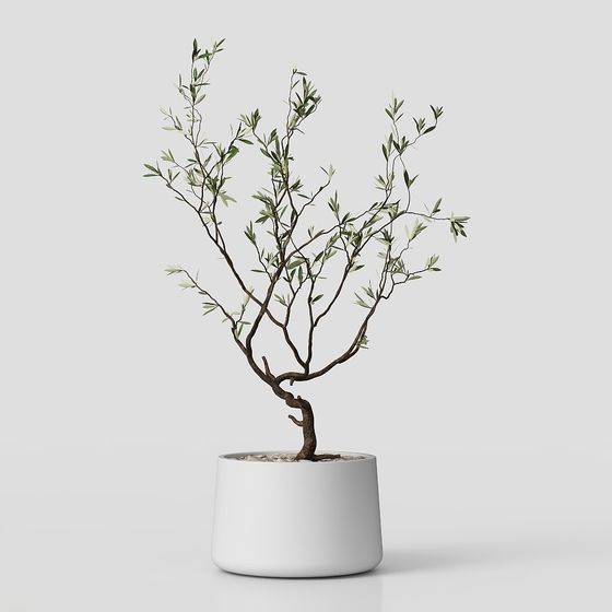 Charming Potted Olive Tree 3D Model – Realistic Indoor Plant